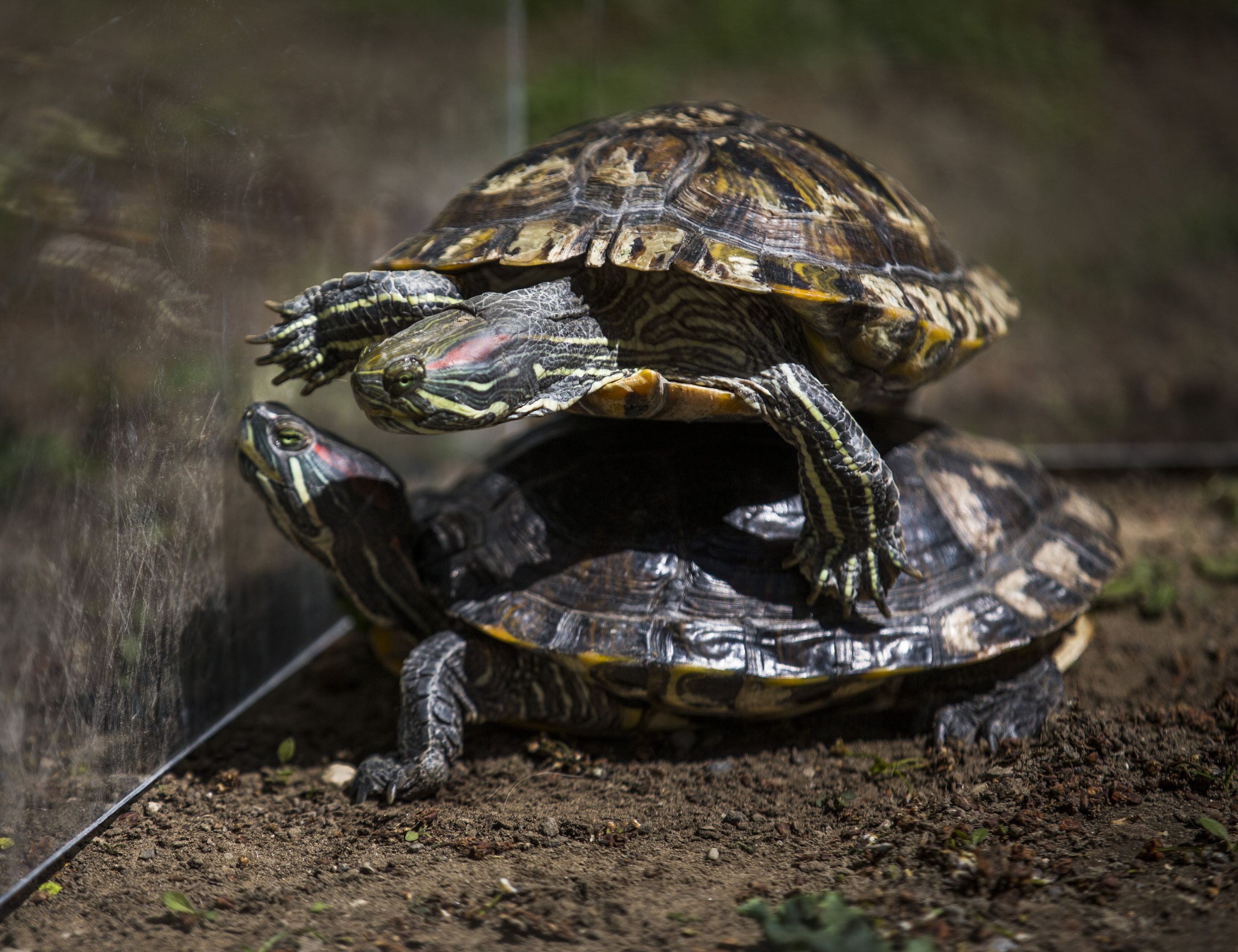 FOREVER FRIENDS: Venus and Neptune, sister turtles, ready to move ...