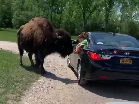 Car Hits Bison
