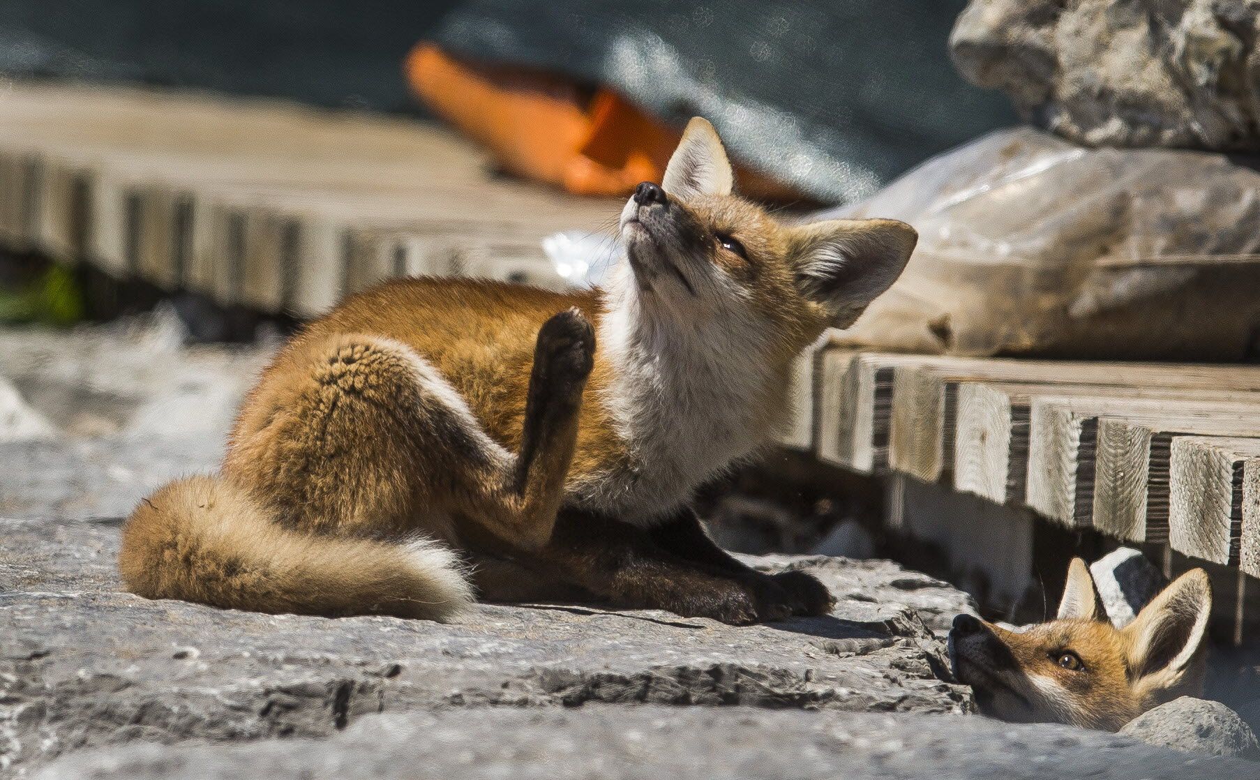 Toronto Wildlife Centre fox volunteer program ends over physical ...