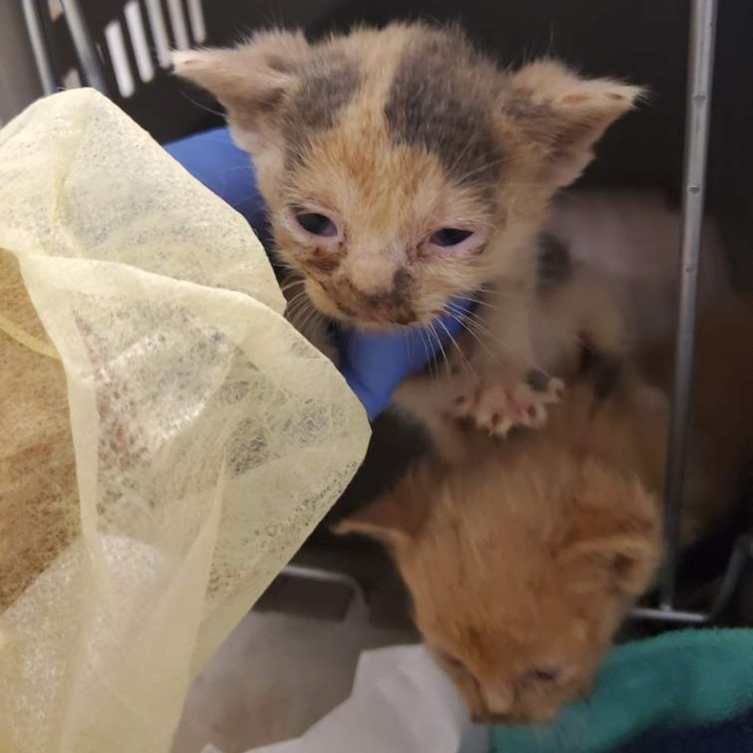 150 sick cats rescued from Toronto home | Toronto Sun