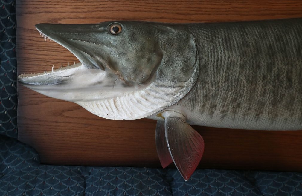 Woman attacked by Muskie in northwestern Ontario lake | Toronto Sun