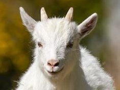 Pan-demonium erupts as goat struts on its hind legs | Toronto Sun