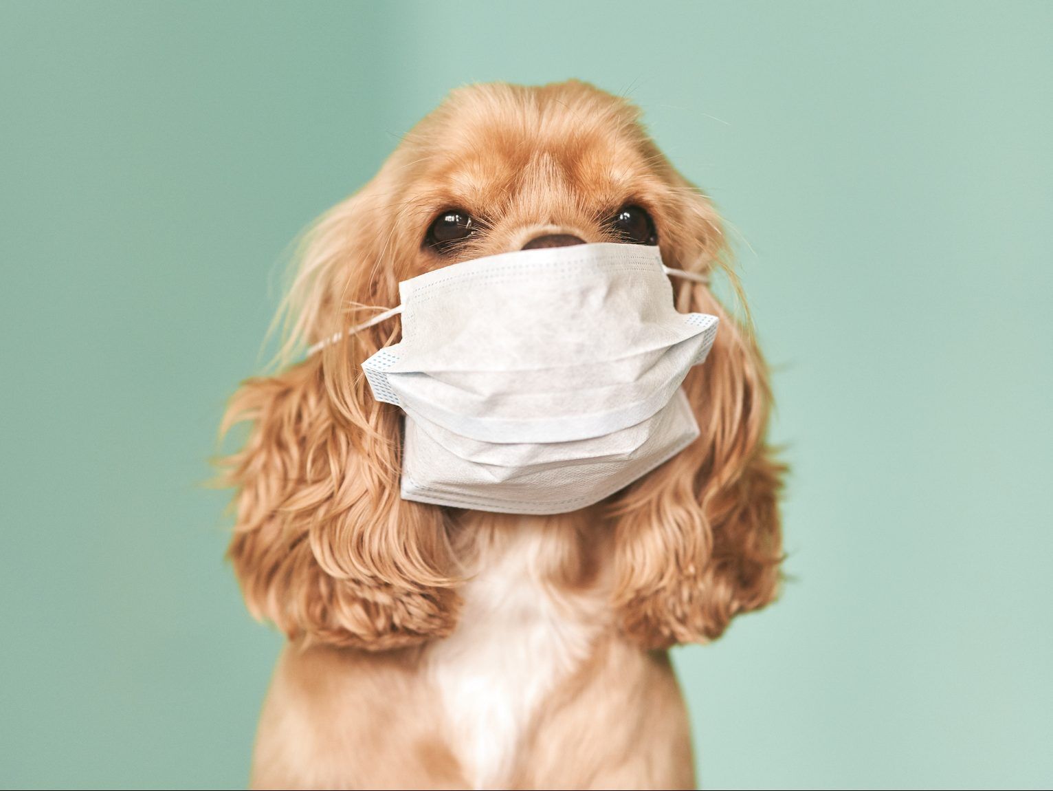 Being 'proactive instead of reactive' key to post-pandemic pet care ...