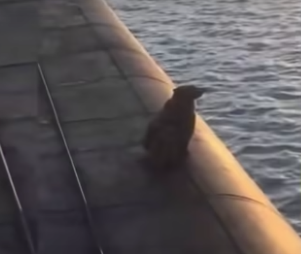 Mother bear and cub shot after climbing onto Russian nuclear sub ...