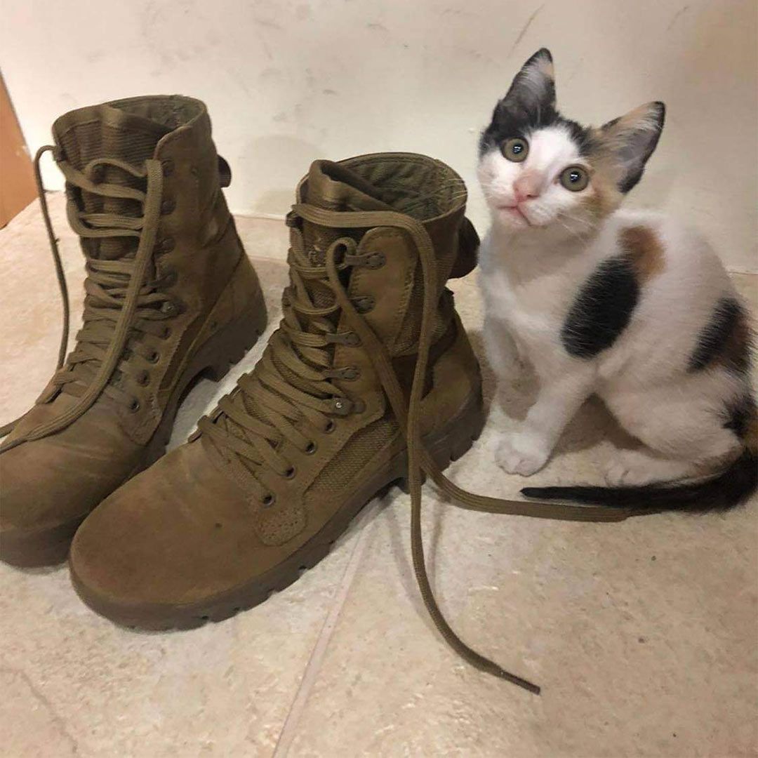 Soldier aims to bring cats back to U.S. after rescue during deployment ...