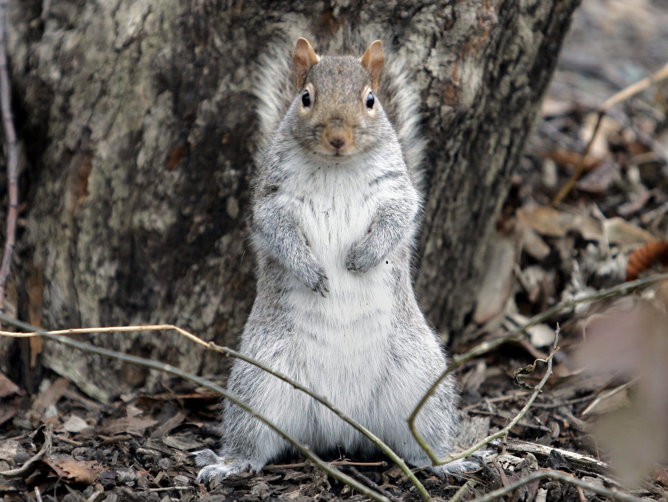 ODDS AND ENDS: 'Aggressive squirrel' attacks and other offbeat ...