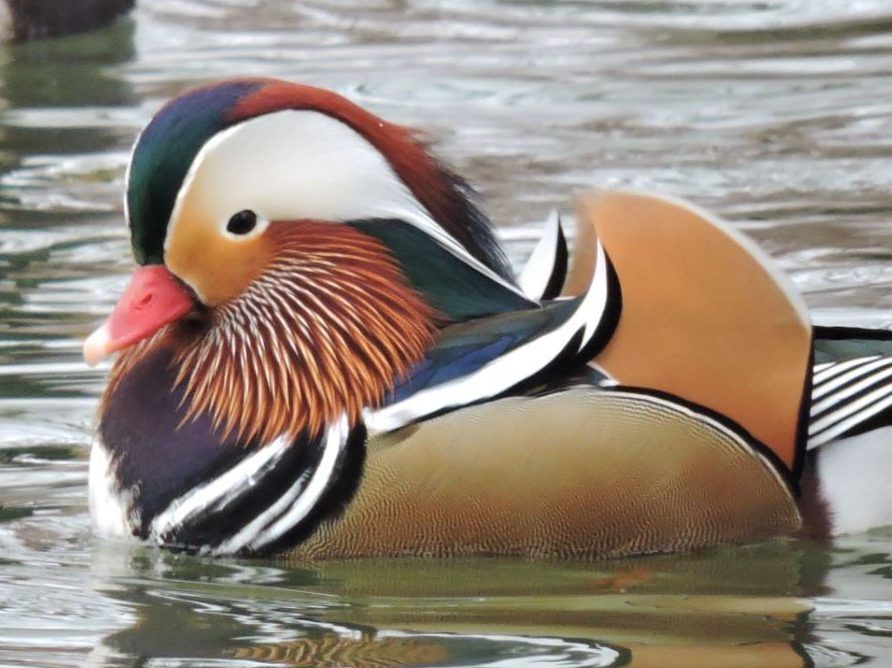 Newmarket bestows 'Honorary Duck' title to bird named Eddie | Toronto Sun