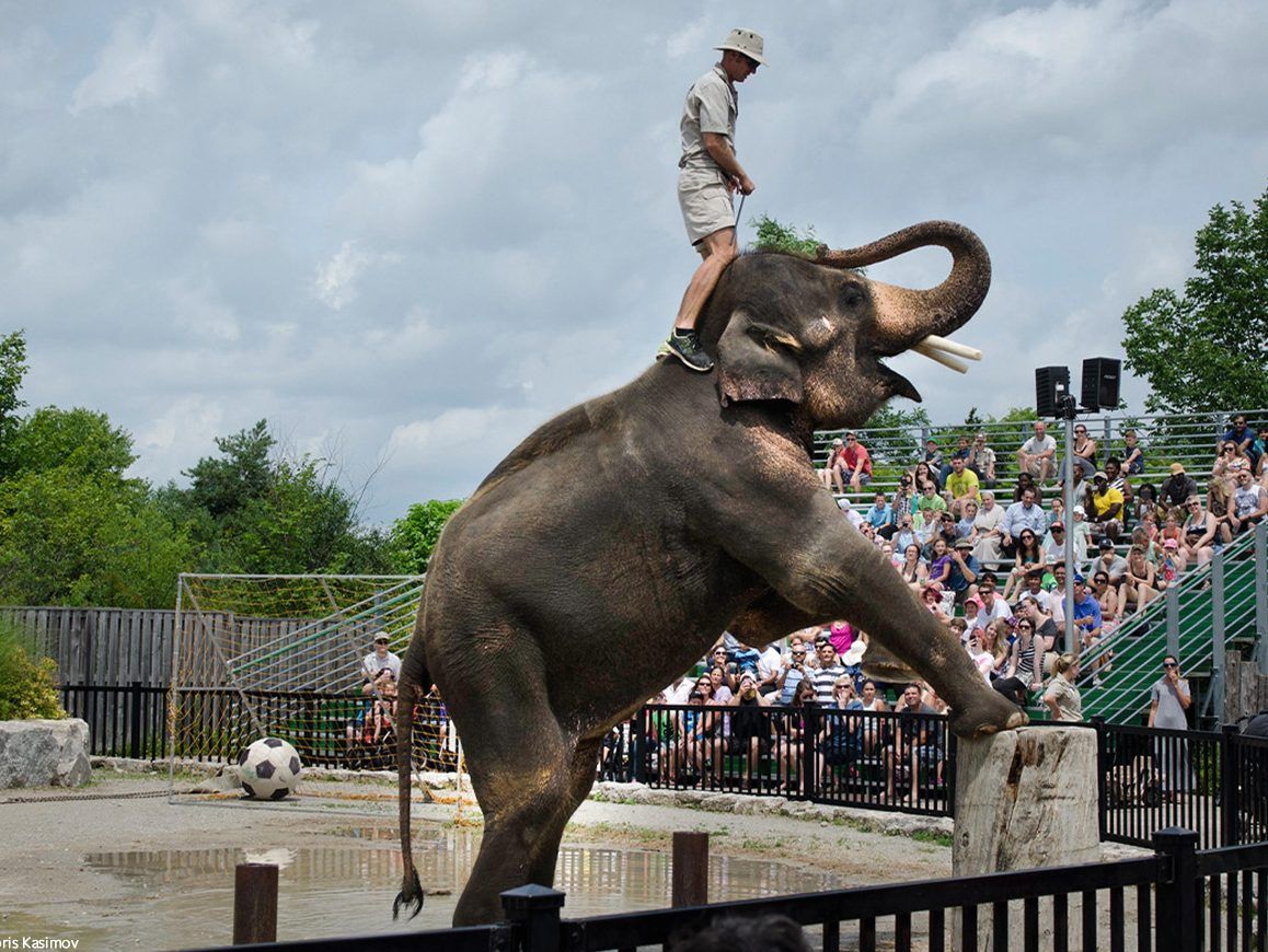 African Lion Safari named top of 'worst zoos' list | Toronto Sun