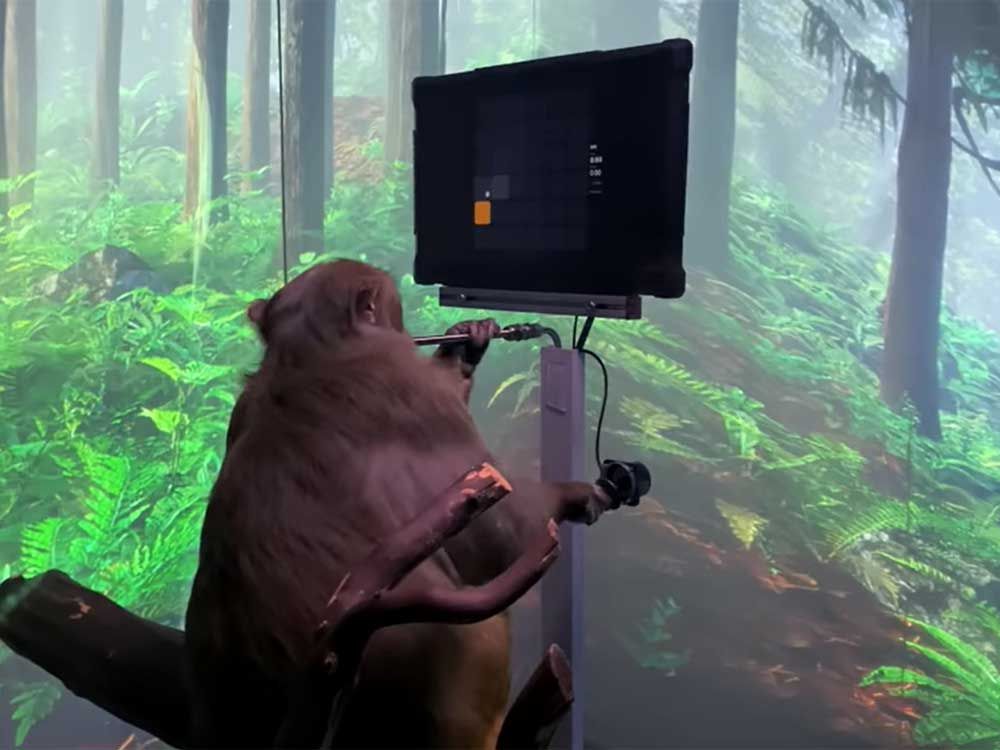 Elon Musk's Neuralink shows monkey with brain-chip playing videogame by ...