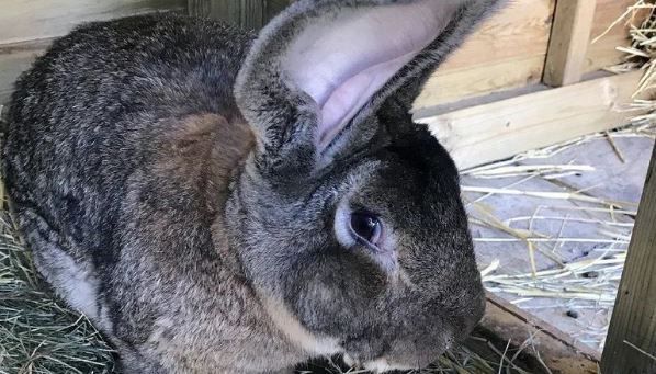 HARE TODAY, GONE TOMORROW: World's biggest rabbit stolen from garden ...