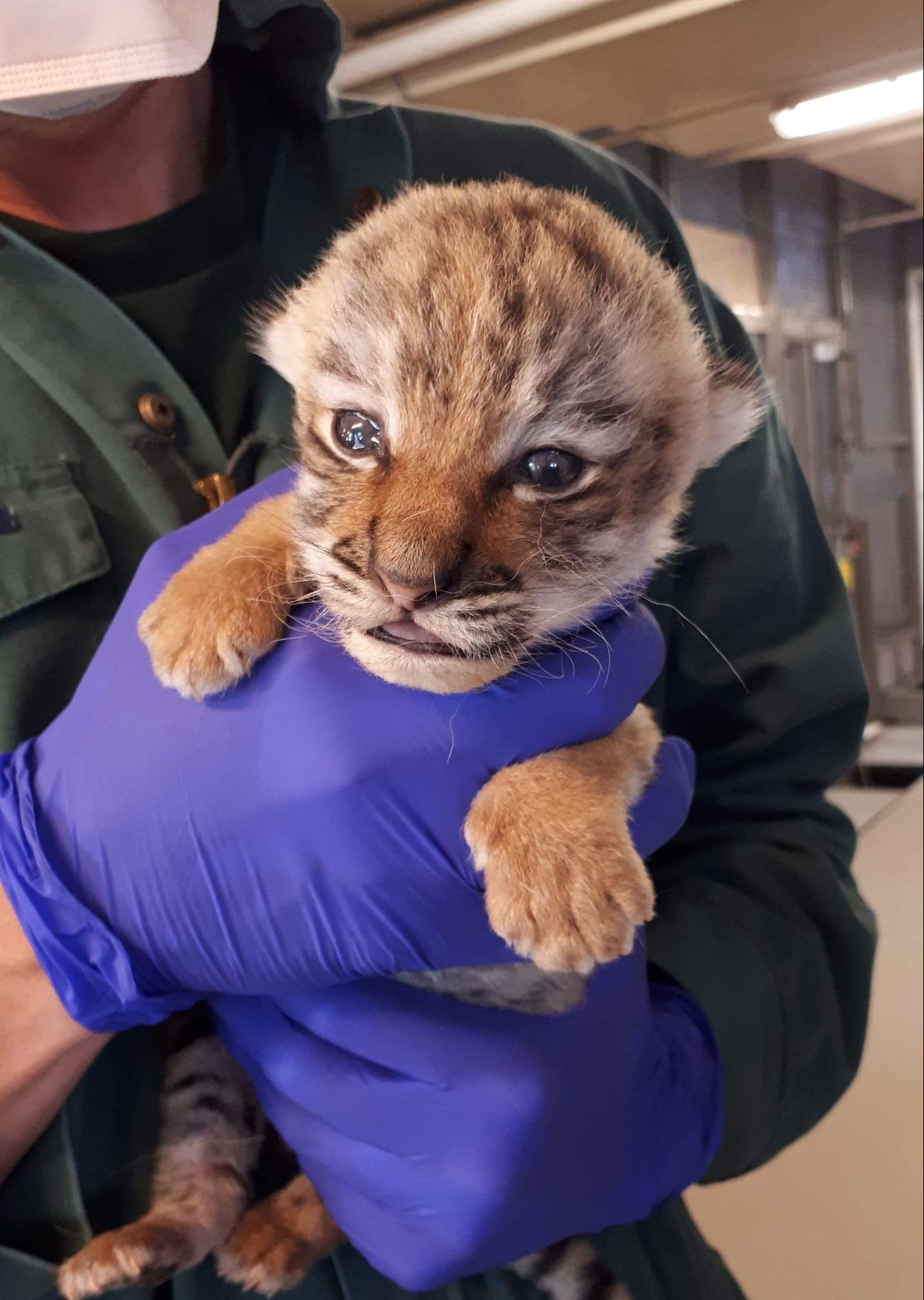 One endangered tiger cub remains after second cub dies at Toronto Zoo ...
