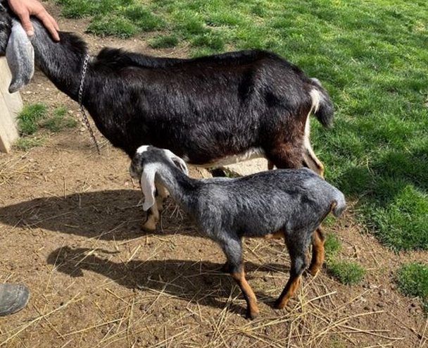 Ontario pet detective suspects 'prank' in missing baby goat case ...
