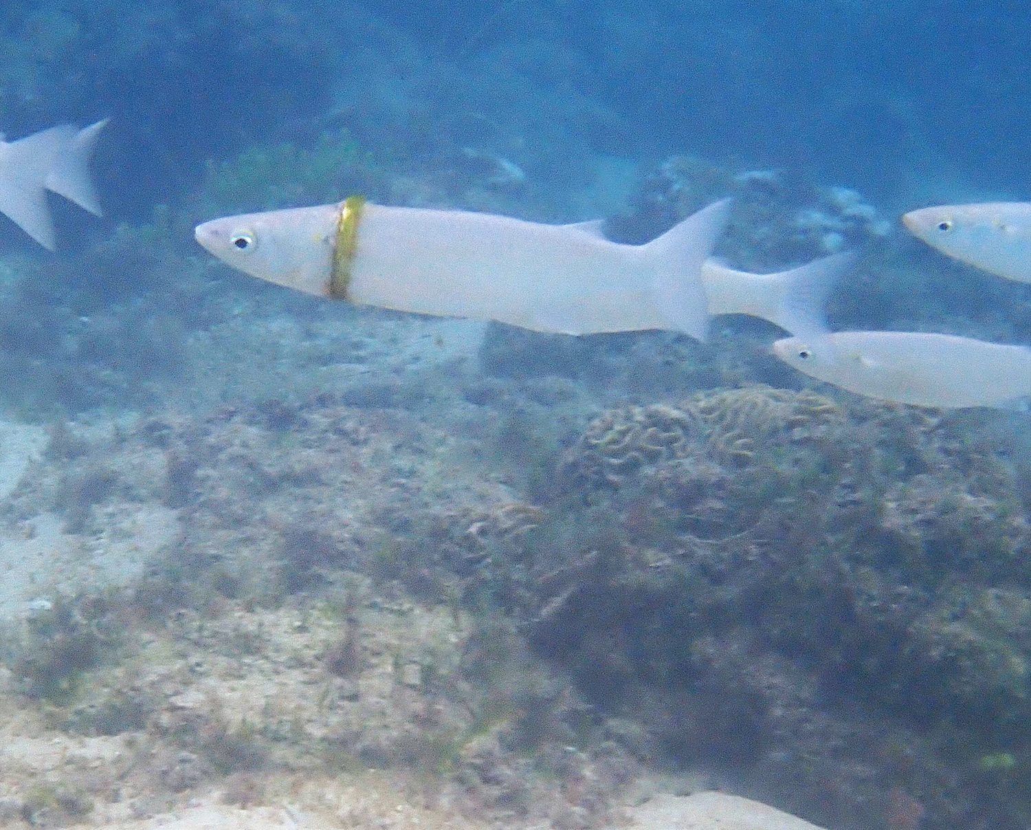 Australian woman finds fish with wedding ring around neck | Toronto Sun