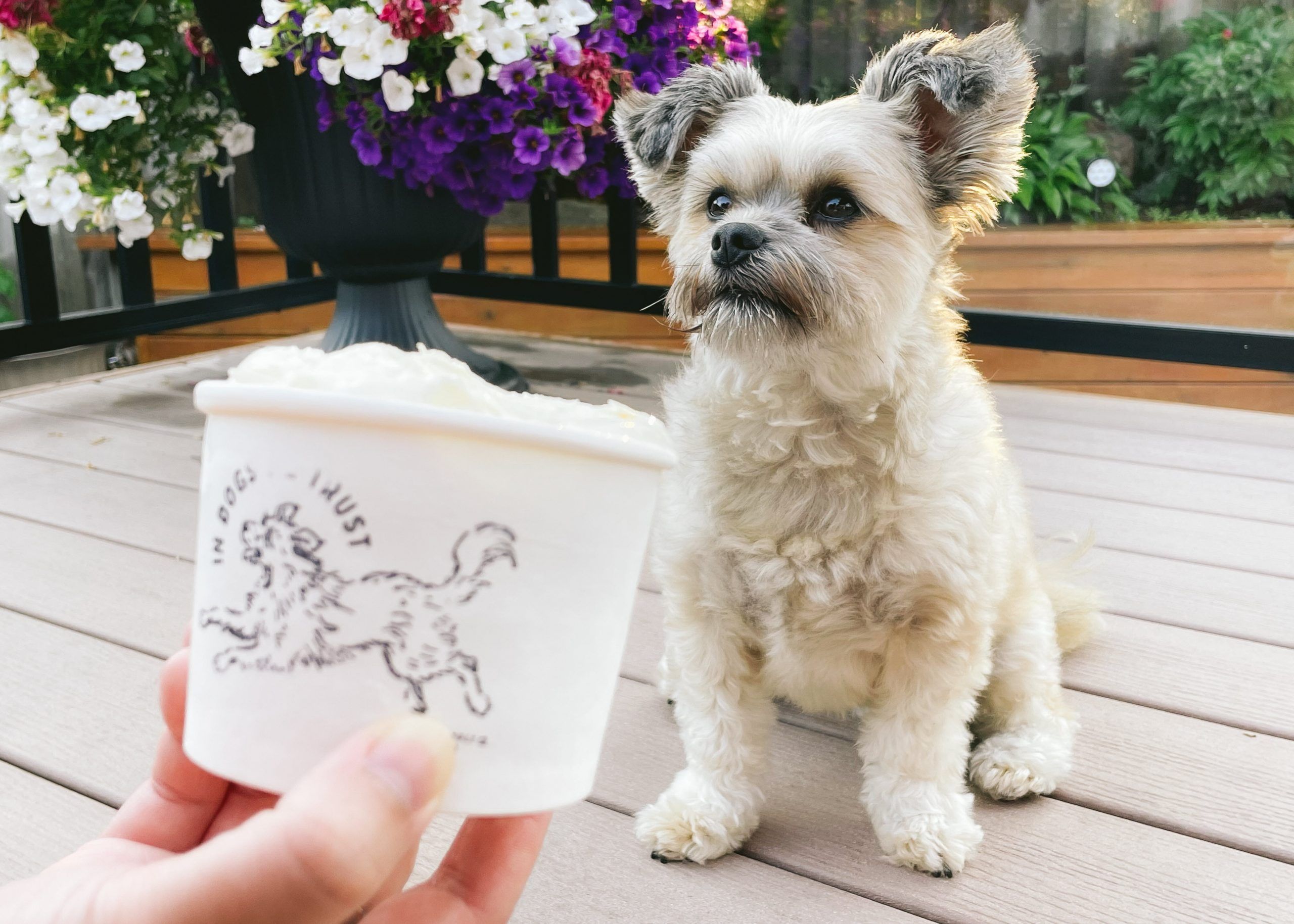 PUPPY LOVE: Ice cream for dogs a winner for Toronto biz | Toronto Sun
