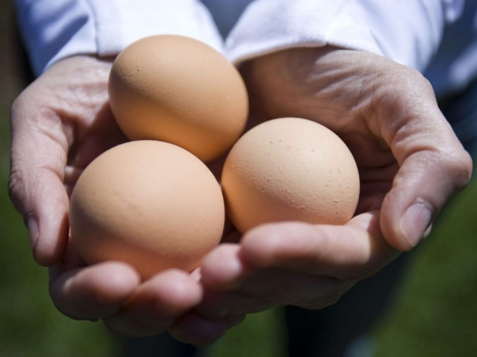 LAU: Trudeau government enforces price gouging for chicken and eggs ...