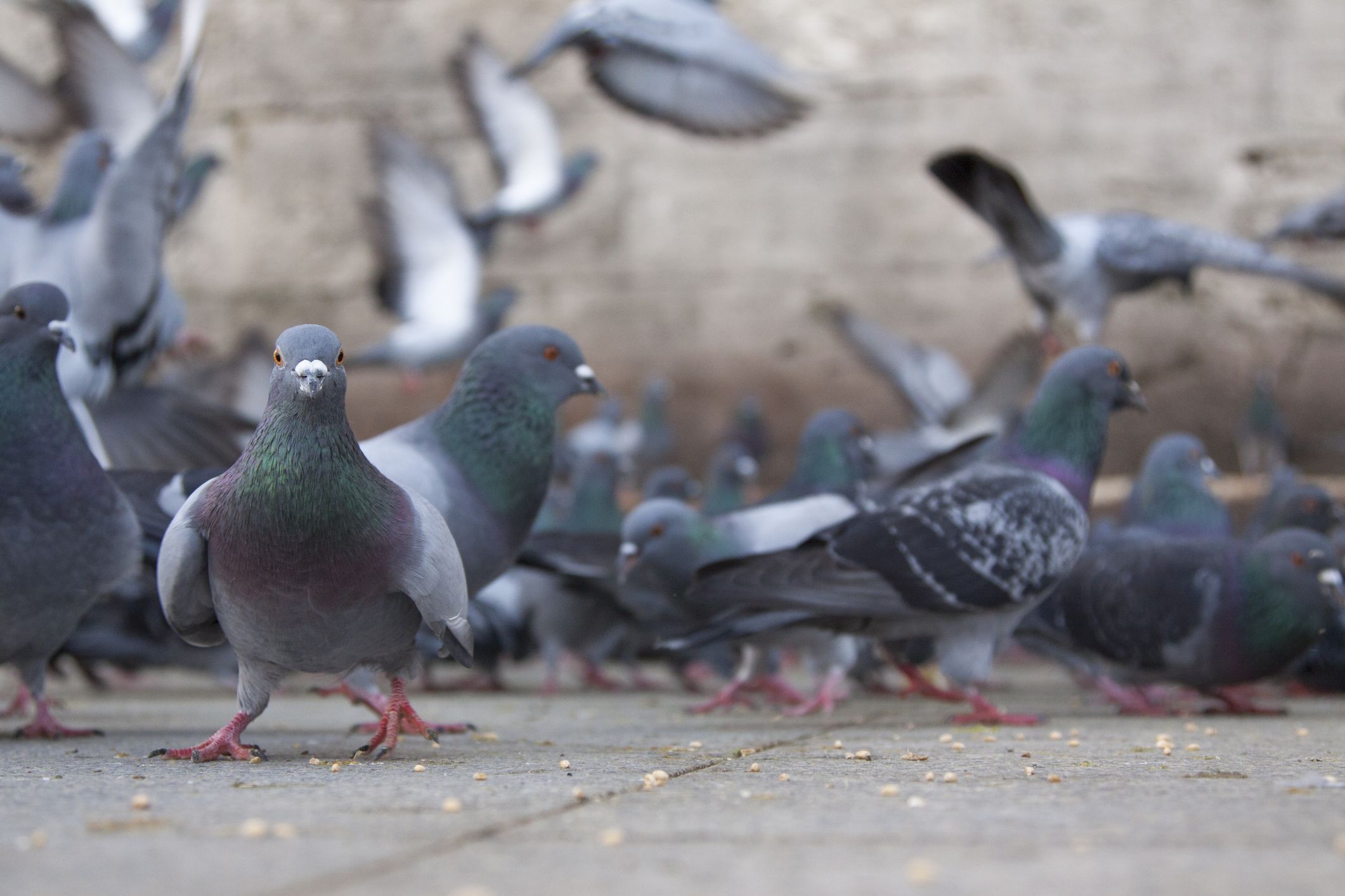 Toronto City Council passes ban on feeding pigeons | Toronto Sun