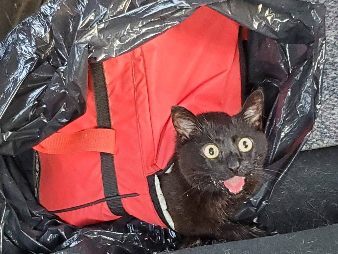 Dog rescues abandoned cat outside Arizona shelter | Toronto Sun