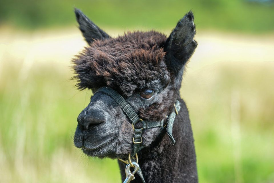 Geronimo the alpaca euthanized in Britain despite public outcry ...