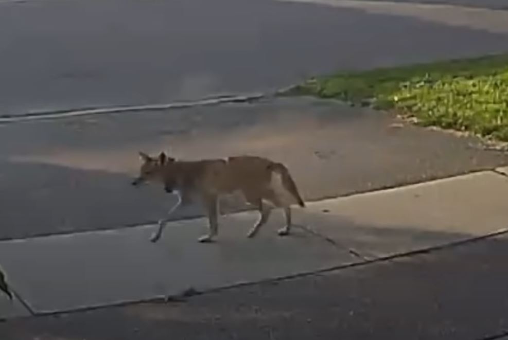 Scarborough coyote will be relocated to Muskoka animal sanctuary ...