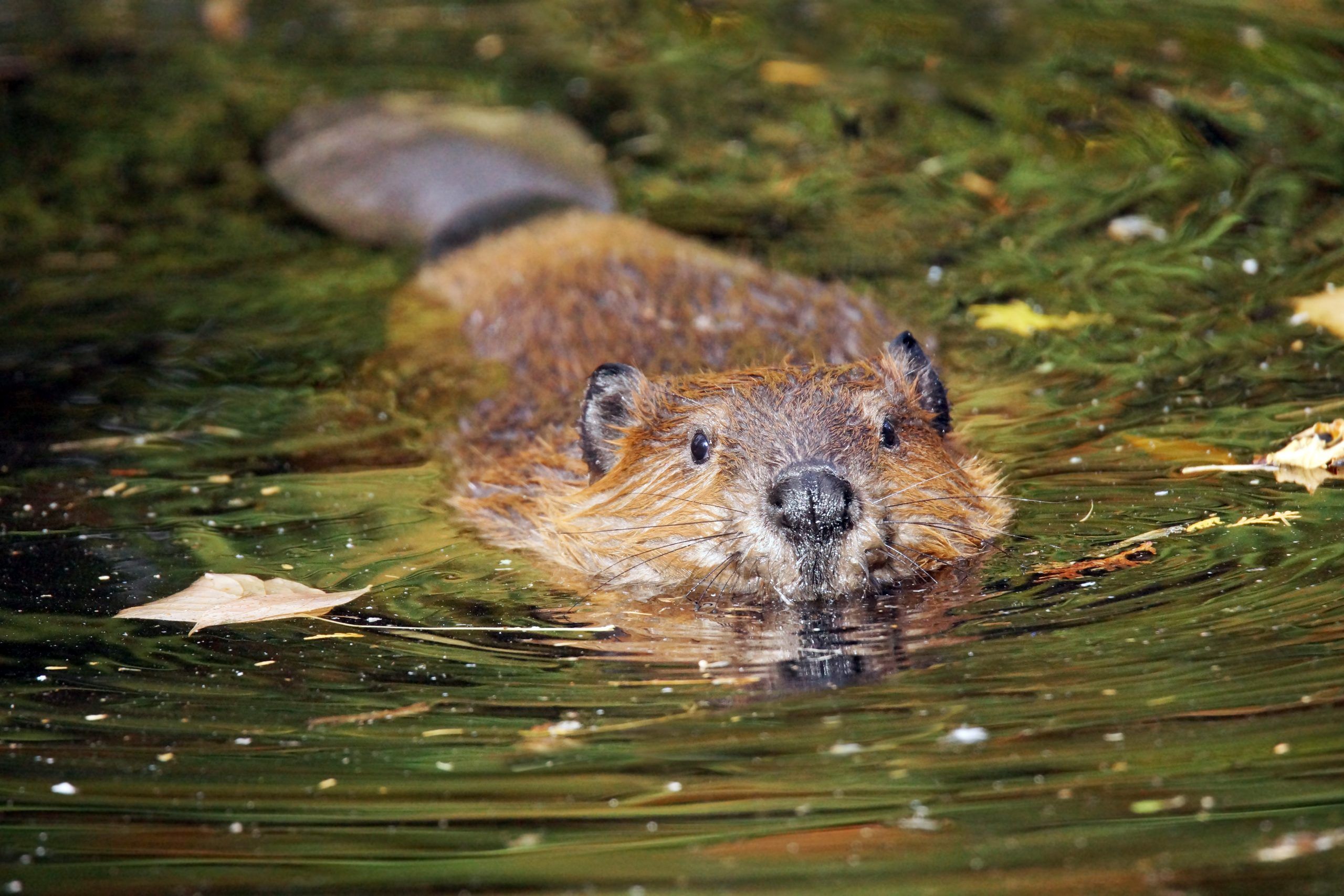 Massachusetts man nearly killed by vicious beaver | Toronto Sun