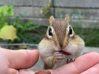 Toronto's Charlie the chipmunk a TikTok star | Toronto Sun