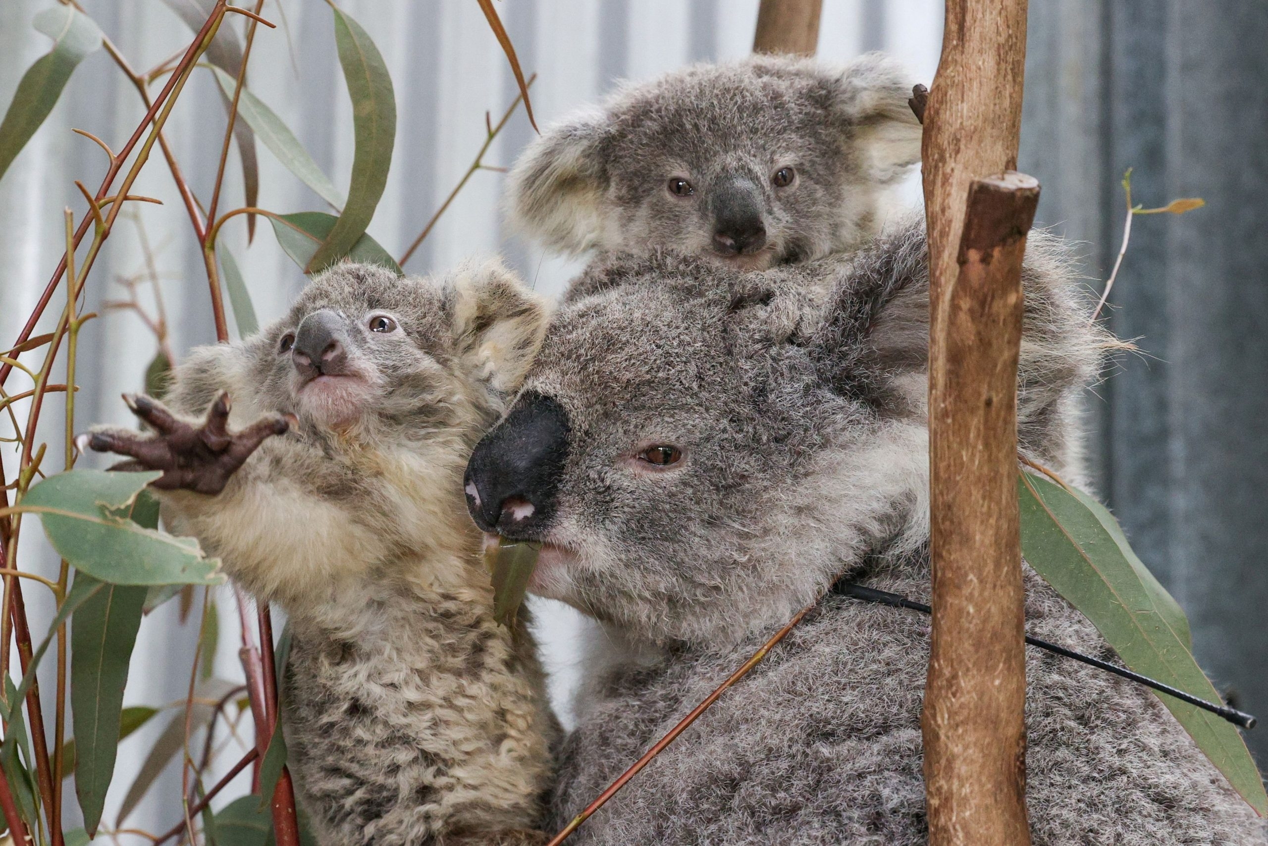Koalas close to extinction, scientists fear | Toronto Sun