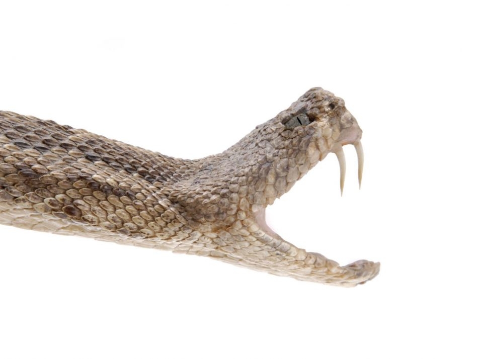 Russian man performs snake-swallowing trick, dies from bite on tongue ...