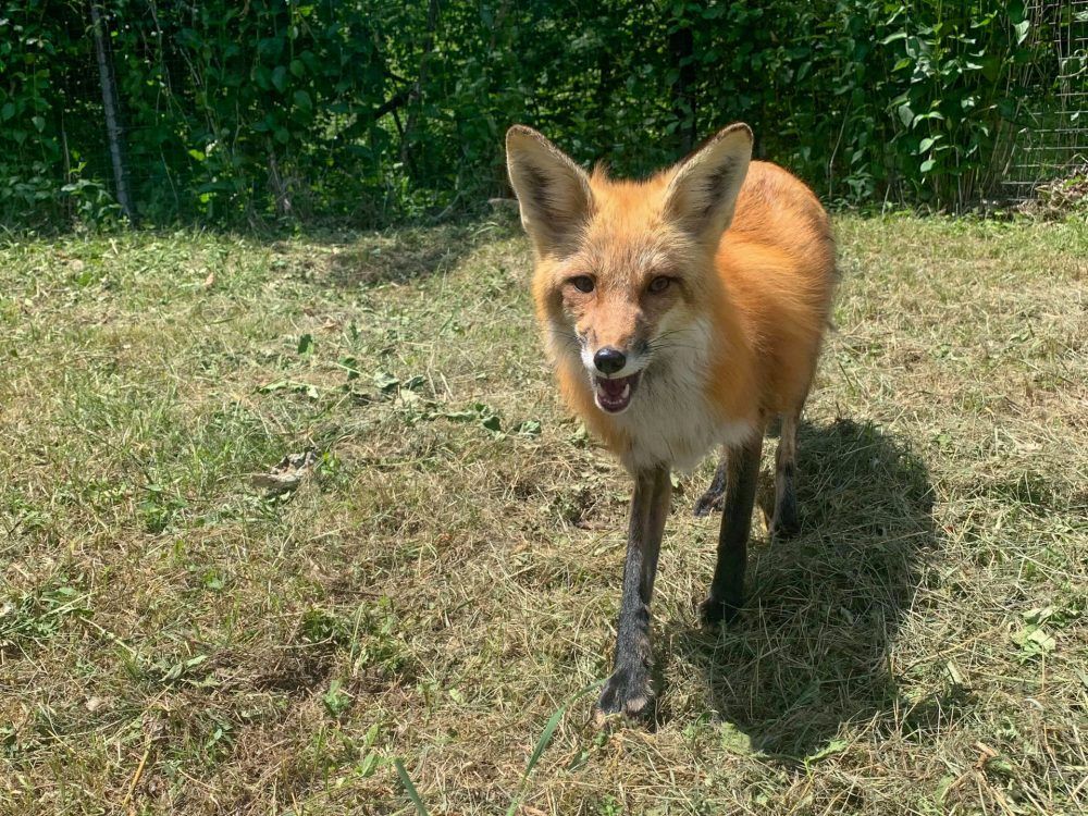 Toronto Zoo searching for escaped fox | Toronto Sun
