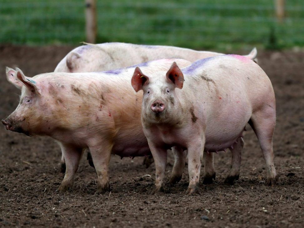 SAVE OUR BACON: British farmers feeling COVID, Brexit squeeze as pig ...