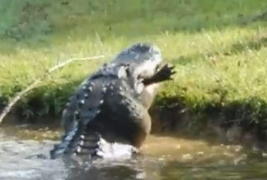 See you later, alligator — CHOMP! | Toronto Sun