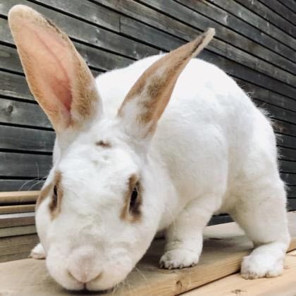 FOREVER FRIEND: This white rabbit is "pretty happy-go-lucky." | Toronto Sun