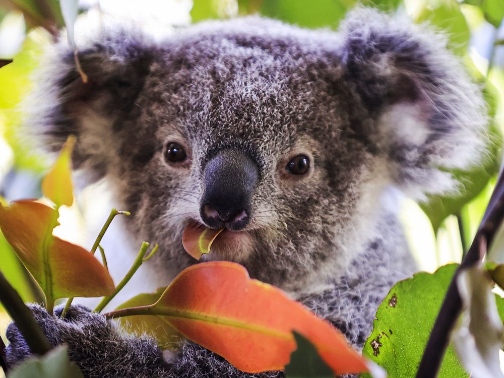 Australian koalas line up for chlamydia vaccine in new trial | Toronto Sun