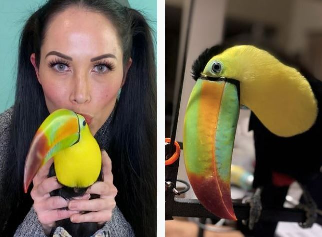 Pet toucan takes over California woman's life | Toronto Sun