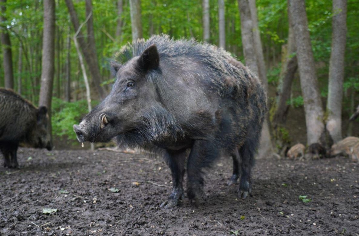 Feral hogs spotted in Burlington | Toronto Sun