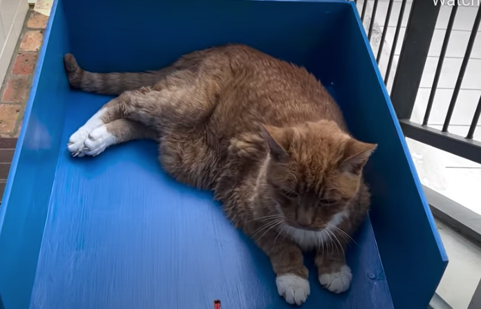 YouTube star builds elevator for his elderly cat Frodo | Toronto Sun