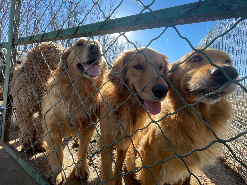 Group that saves dogs destined for dinner plate opens Toronto safe ...
