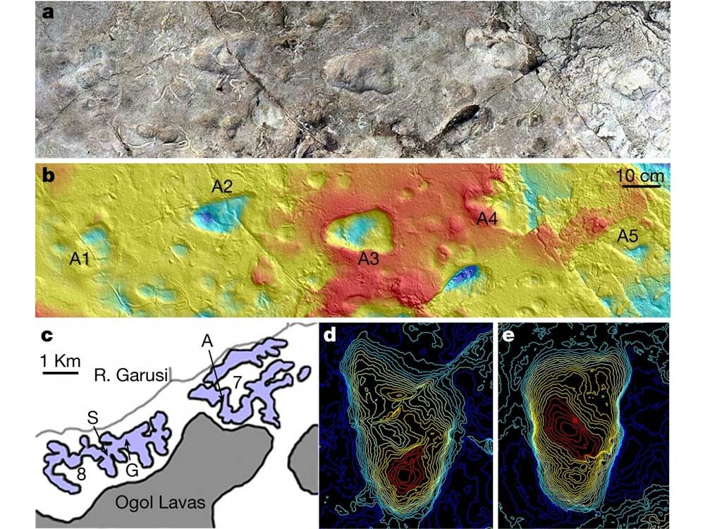 Tanzania footprints offer clues on origin of human upright walking ...