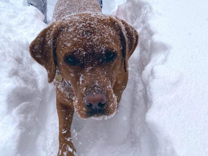A snow day for dogs as well as their humans | Toronto Sun