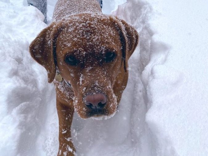 A snow day for dogs as well as their humans | Toronto Sun
