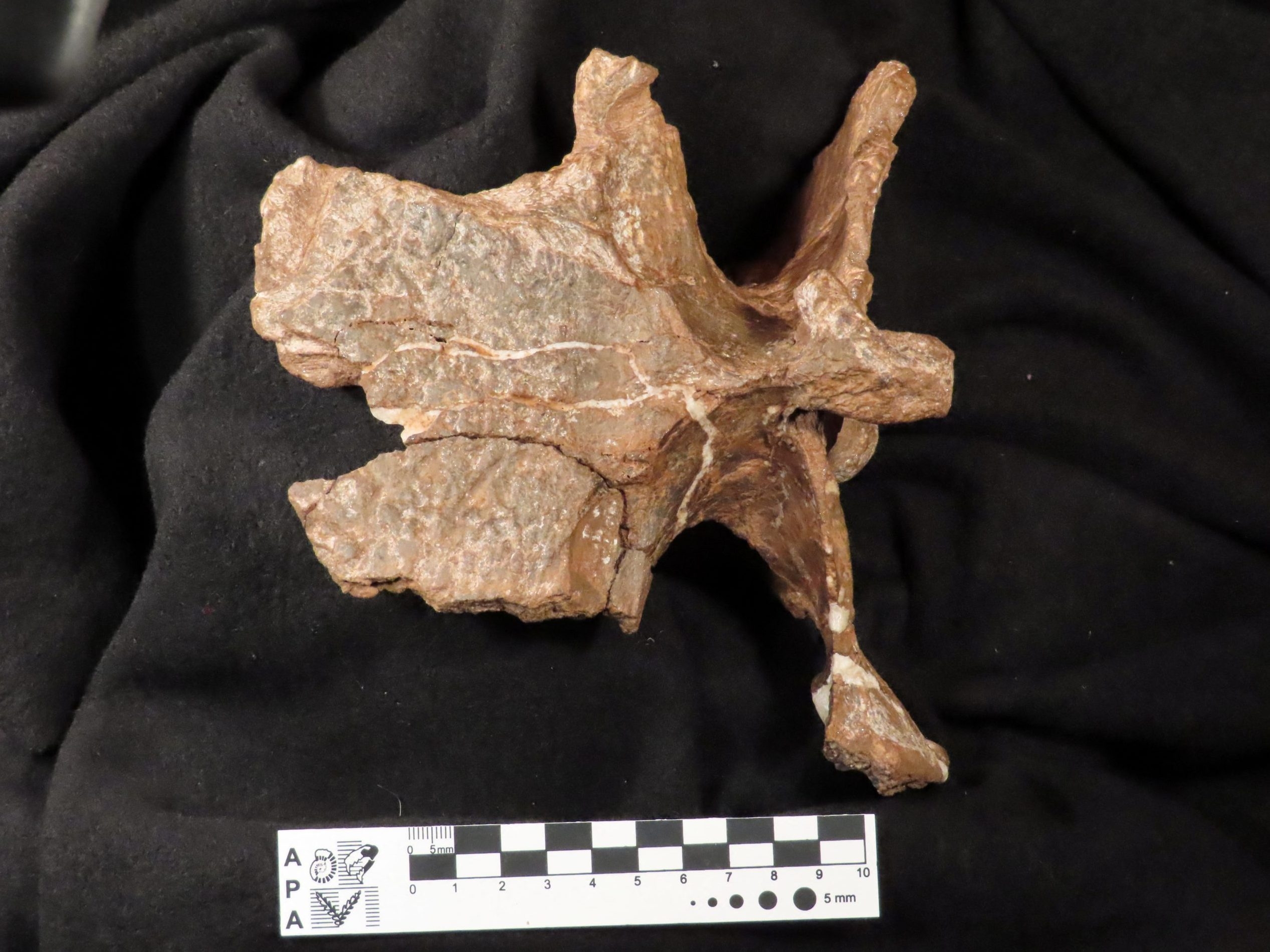 Fossil of dinosaur with hard head and tiny arms found in Argentina ...