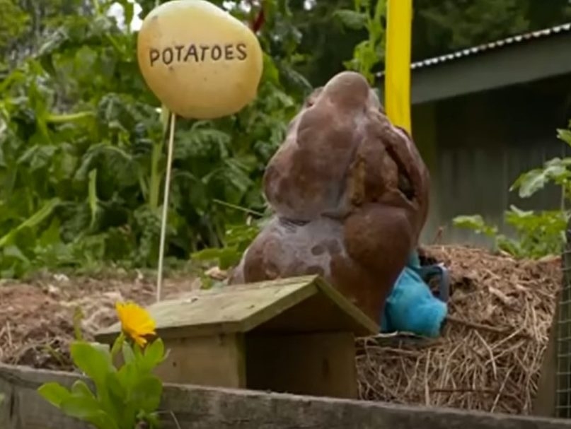 ODDS AND ENDS: Potato DNA findings and other offbeat offerings ...