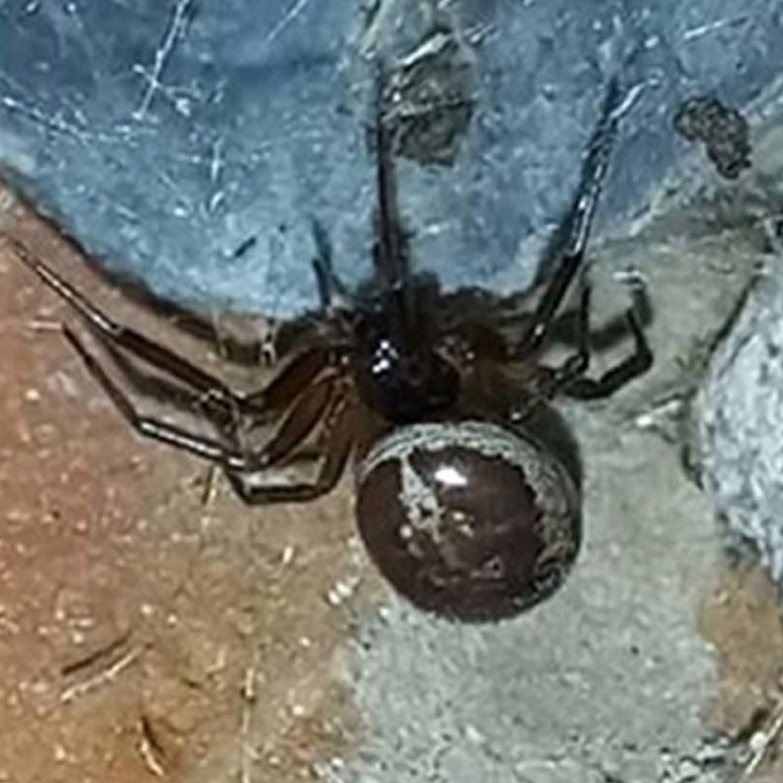 Bat's all folks -- killer spider munches on bats in the U.K. | Toronto Sun