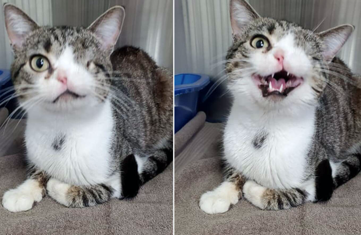 One-eyed cat with one nostril is in demand | Toronto Sun