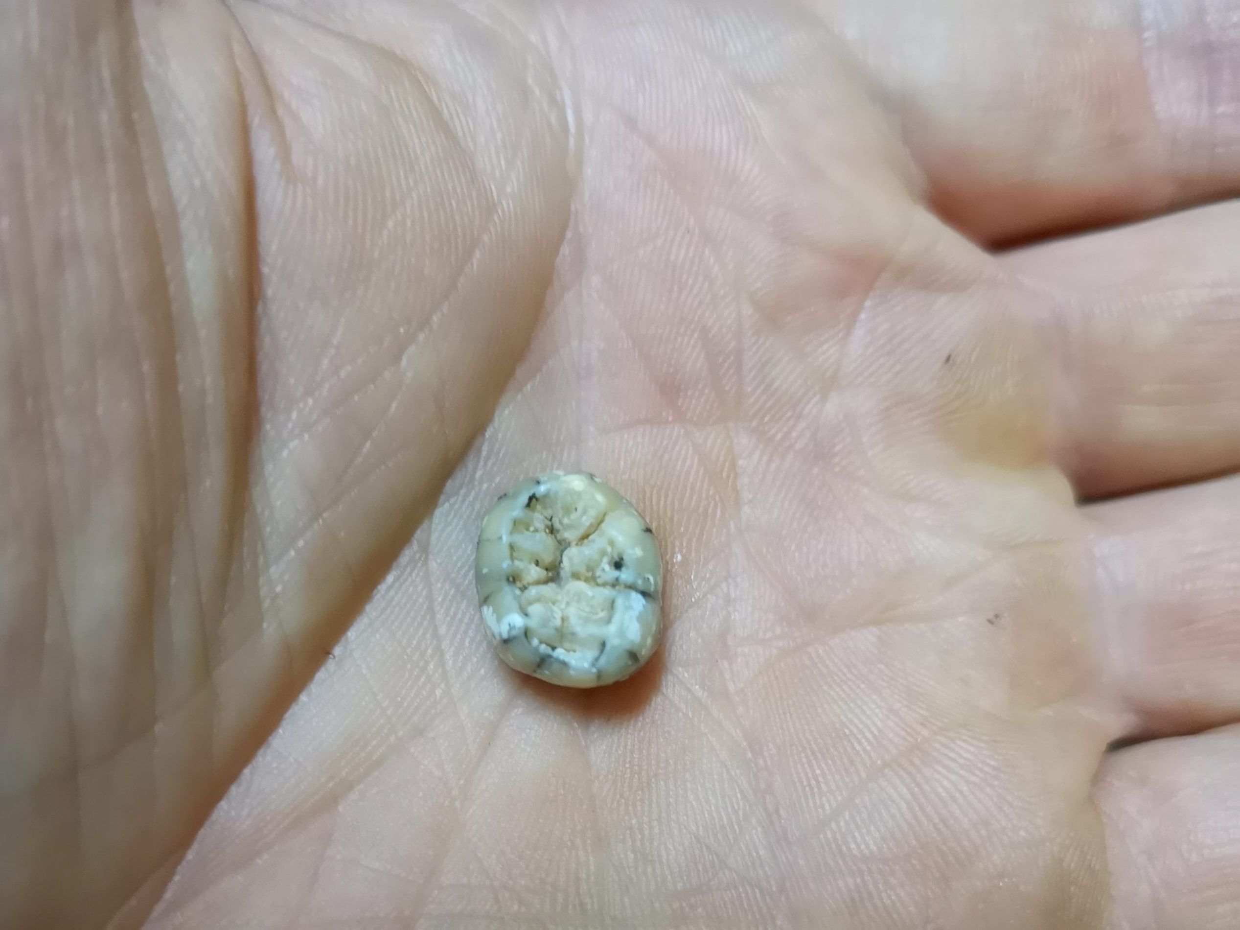 Tooth from Laotian cave sheds light on enigmatic extinct humans ...