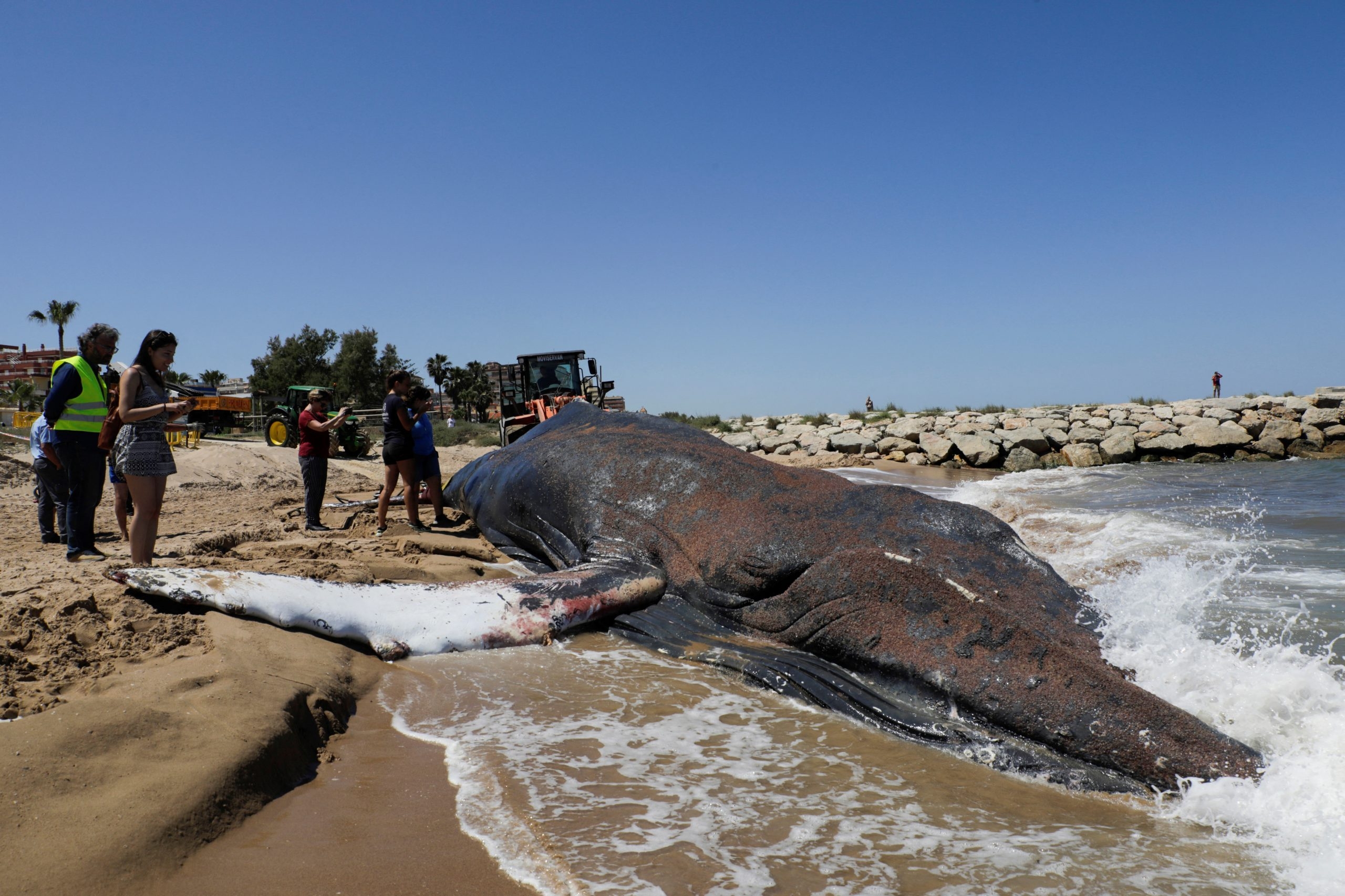 Whale rescued from drift net off Spain dies a week later | Toronto Sun