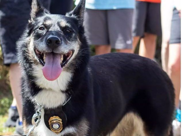 Beloved life-saving Rhode Island K-9 service dog put down | Toronto Sun