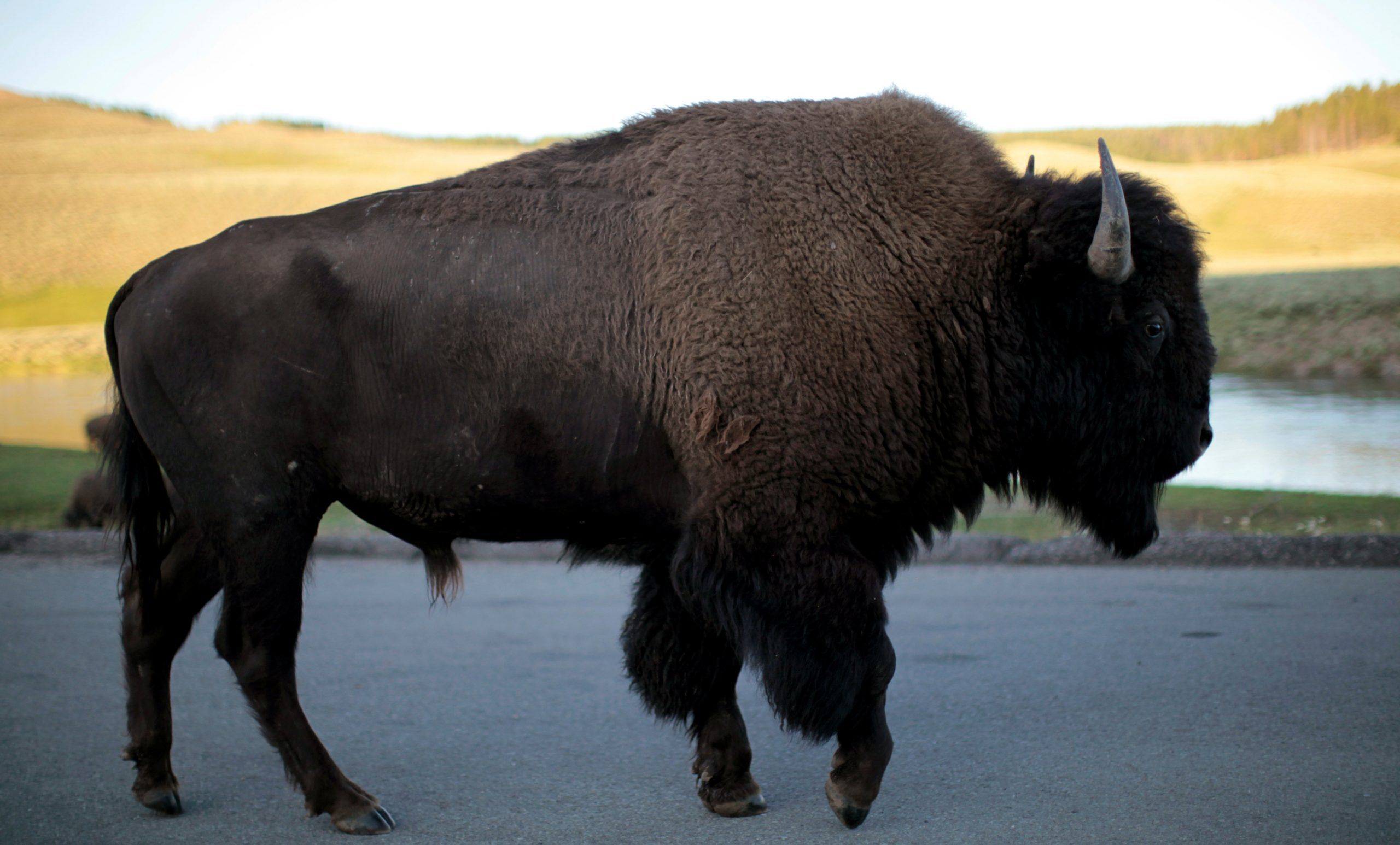 Yellowstone bison gores visitor and flings her 3 metres, park says ...