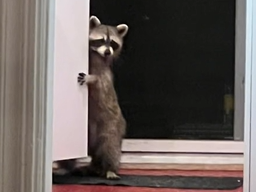 TRASH PANDAS UNITE!: Greatest hits from raccoon capital of the world ...