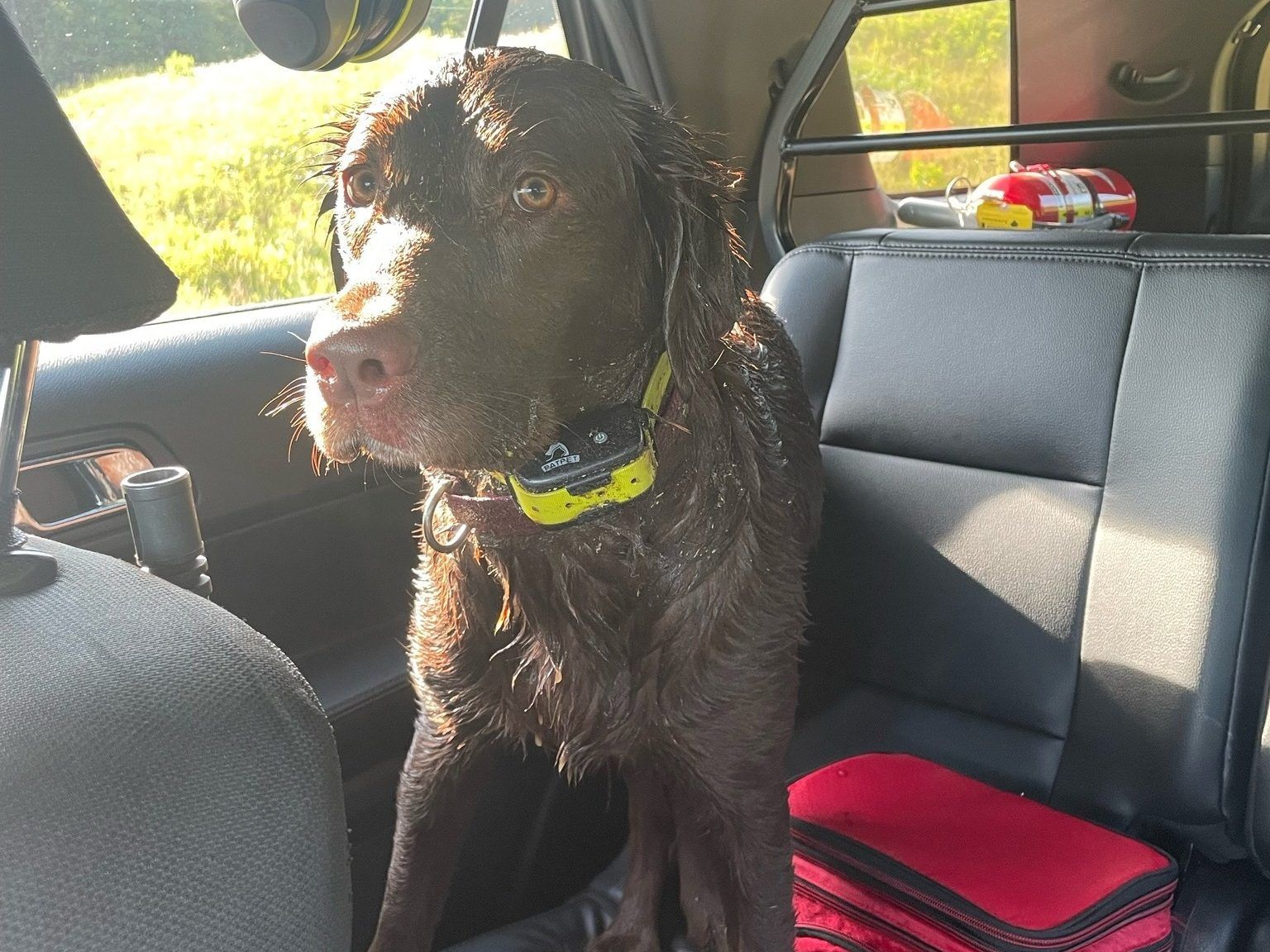 Dog ejected from car alerts trooper to family’s accident | Toronto Sun