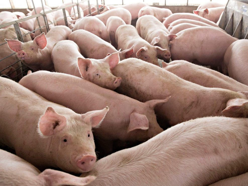 Woman charged after 1,000 pigs found dead at Iowa site | Toronto Sun